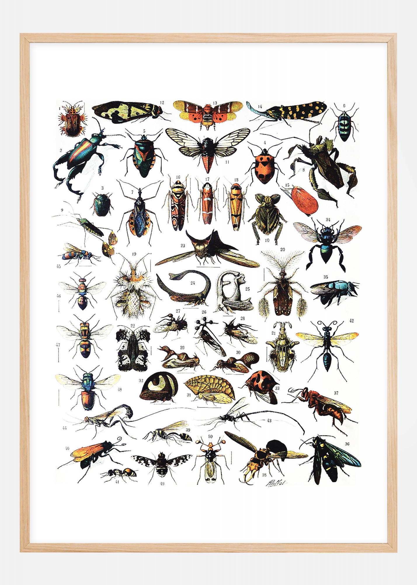 Compra Ilustración didáctica insectos I Póster aquí - BGASTORE.ES